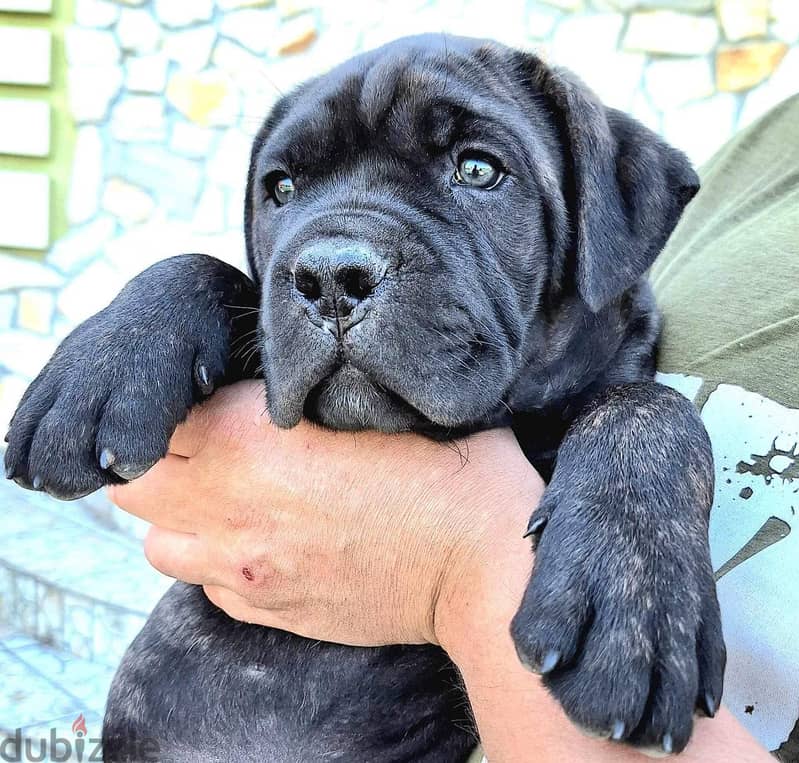 Cane Corso Dog FCI Pedigree Imported from Europe - كلاب - 201433974