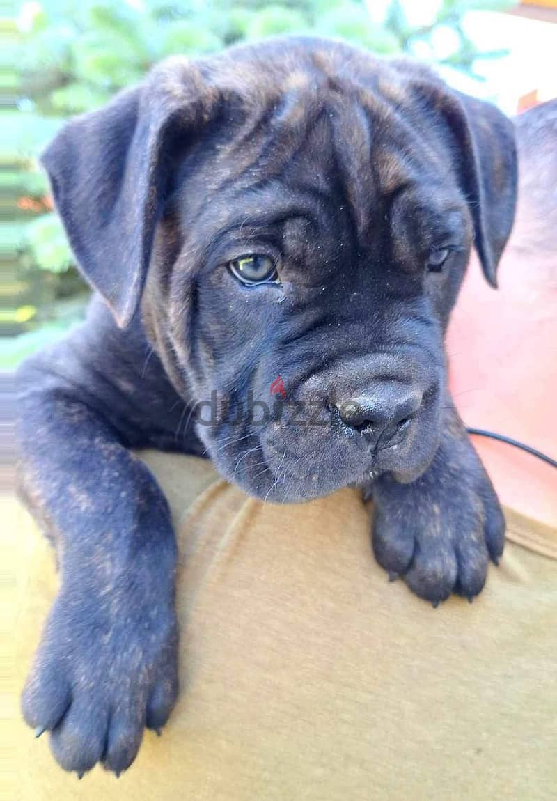 Cane Corso Dog FCI Pedigree Imported from Europe - كلاب - 201433974