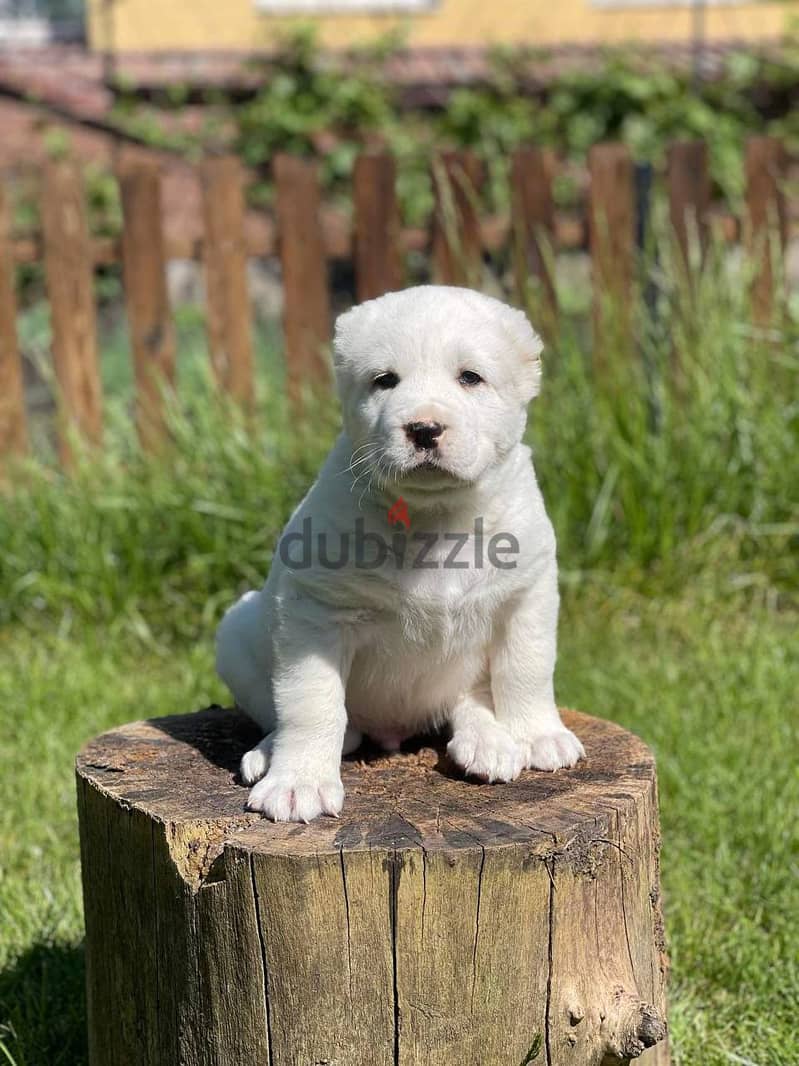 Alabai Dog - FCI Pedigree - Imported from Europe with all documents ...