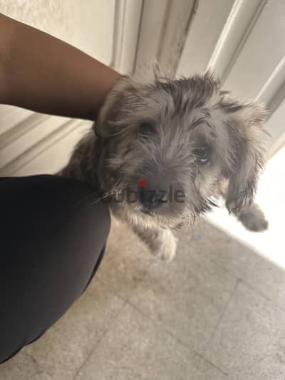 Maltipoo 2 months dog - كلاب - 201526114