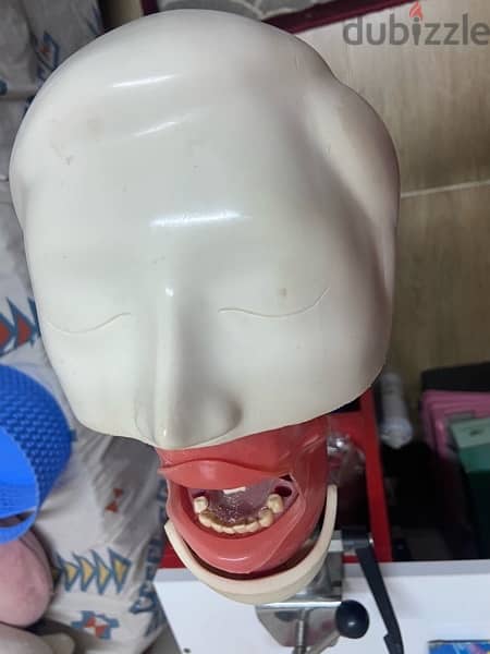 Dental phantom head-Dental dummy head - أدوات دراسة - 201908488