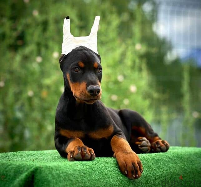 Doberman puppy female 3 months Fci from Russia - Dogs - 202452889