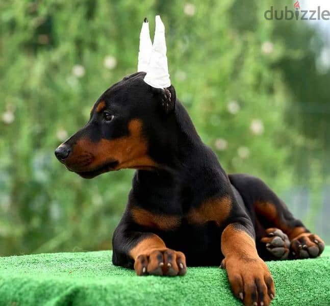 Doberman puppy female 3 months Fci from Russia - Dogs - 202452889
