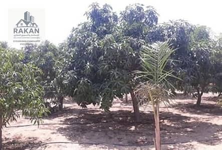Land for sale Ahmed Orabi Association Feddan - Buildings & Lands ...