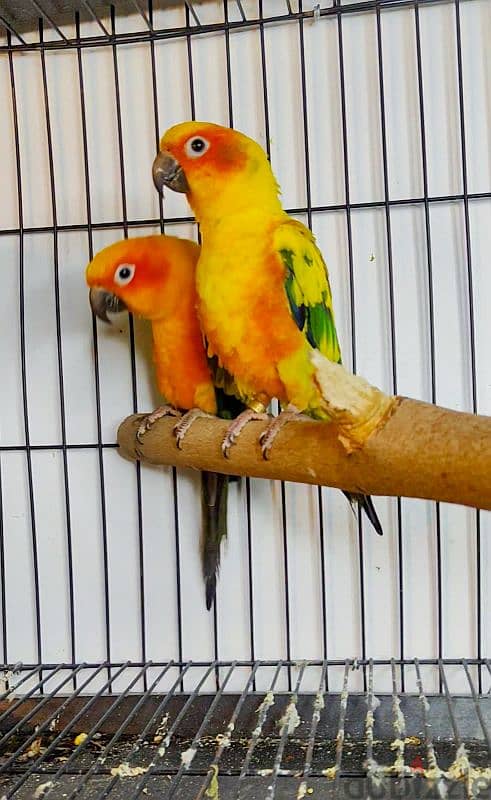 قص للتفريخ صن كنيور بالتحاليل مستوى عالى - Birds - 205032262