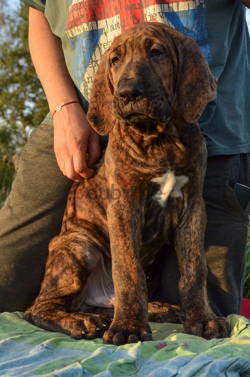 Be Special (Fila Mastiff) Permium Quality - Dogs - 206074501