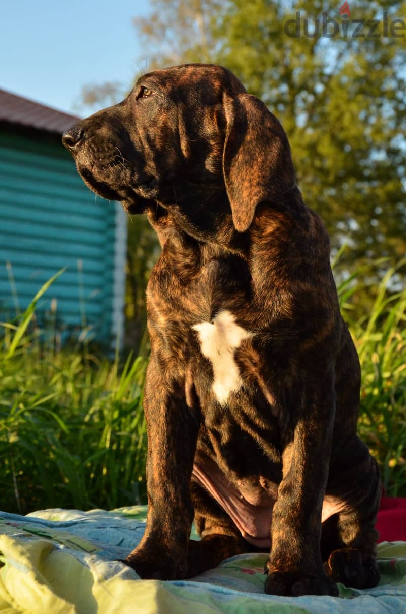 Be Special (Fila Mastiff) Permium Quality - Dogs - 206074501