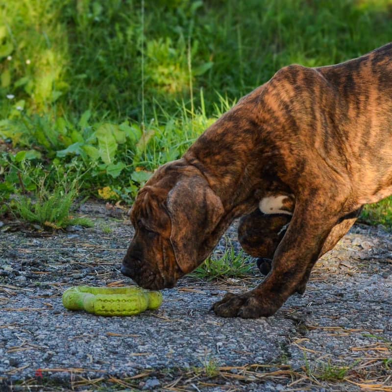 Be Special (Fila Mastiff) Permium Quality - Dogs - 206074501
