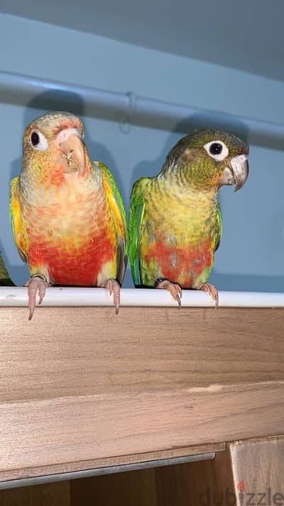 conure parrots - Birds - 206570903