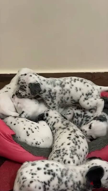 dalmation puppy for sale - Dogs - 206741235
