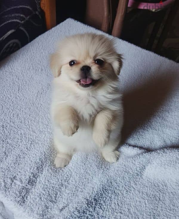 Mini Pekingese Puppy - Dogs - 206756728