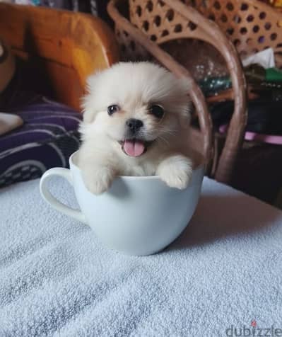 Mini Pekingese Puppy - Dogs - 206756728