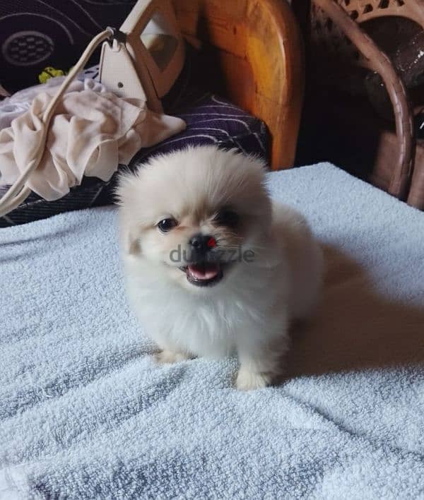 Mini Pekingese Puppy - Dogs - 206756728