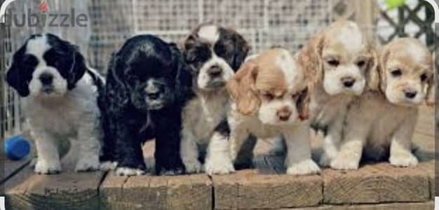 puppy coker Spanish - Dogs - 206637894
