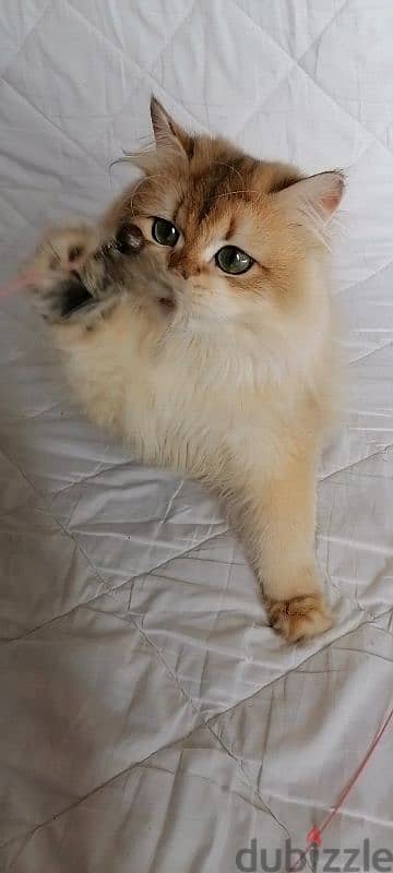 golden British long hair NY 12 male - قطط - 207111660