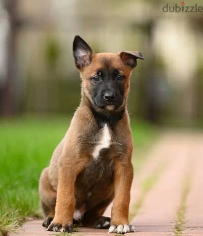 Imported Malino Belgian shepherd 3-7-2023 - Dogs - 197214796