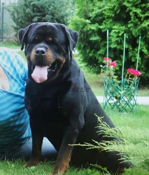 ROTTWEILER From Europe Male & Female - كلاب - 197395054