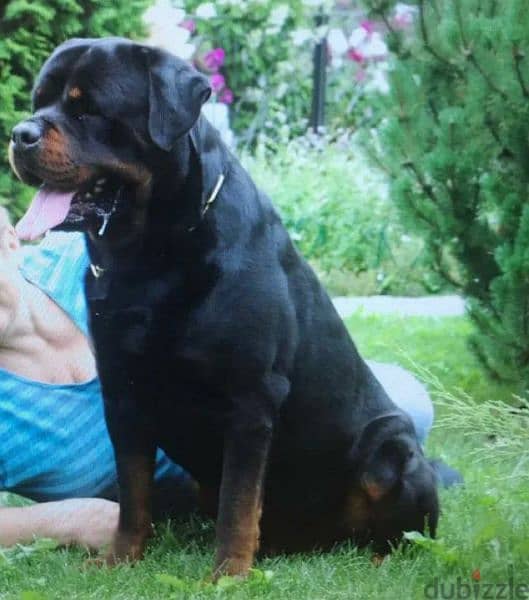 ROTTWEILER From Europe Male & Female - كلاب - 197395054