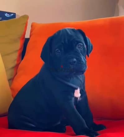 Fci pedigree cane corso puppies, premium quality - Dogs - 197909154