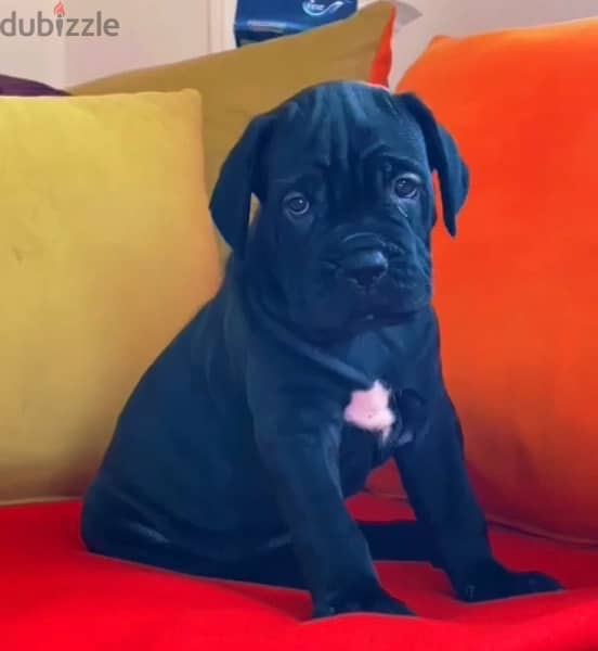 Fci pedigree cane corso puppies, premium quality - Dogs - 197909154