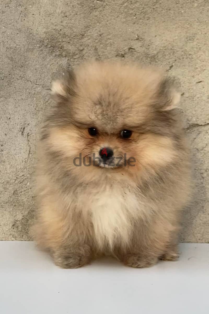 Pomeranian Male Mini Imported from Europe ! - Dogs - 198320186