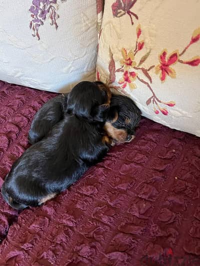 Puppies for sale - Dogs - 198337134