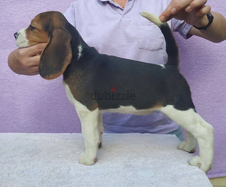 Beagle From Russia FCI documents Imported - Dogs - 198697805