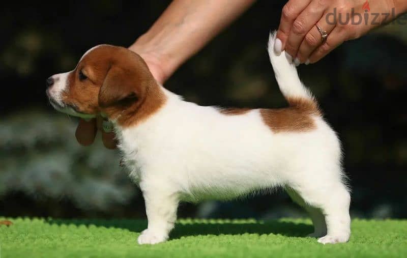 Jack Russell puppies From Russia - Dogs - 198997136