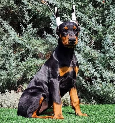 Doberman puppies From Russia FCI - Dogs - 199473231