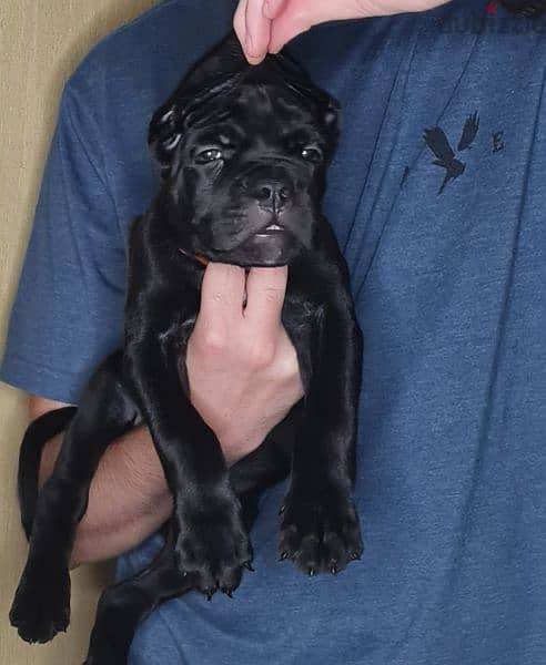 FCI pedigree Cane Corso puppies champions bloodline - Dogs - 198028114