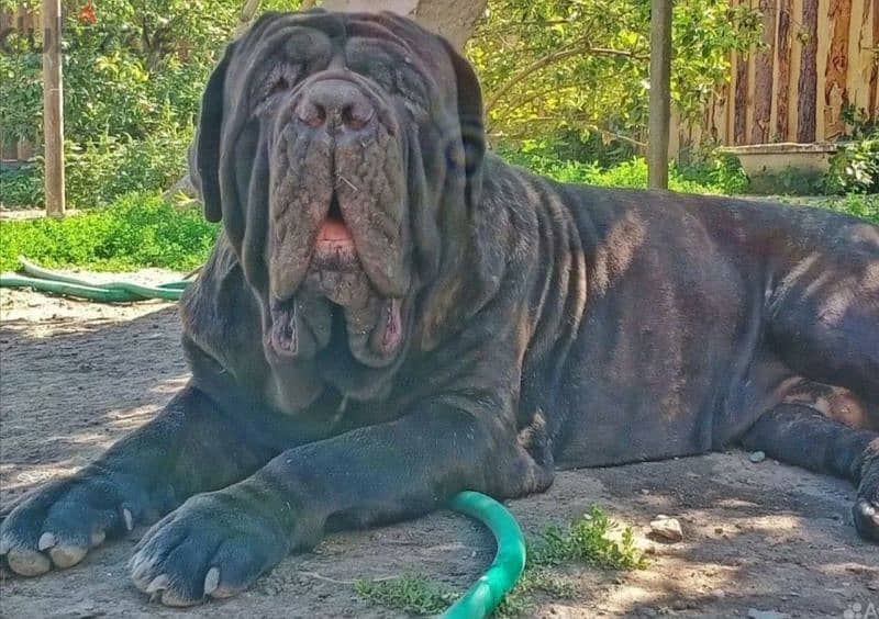Mastino Puppy From Russia Neapolitan mastiff With full documents - كلاب ...