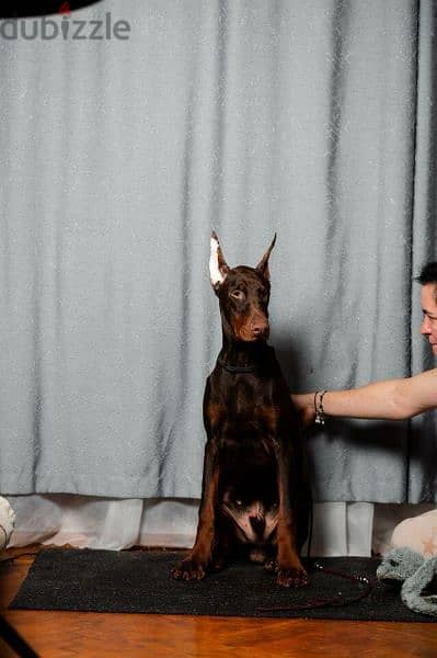Offered for sale is a Doberman puppy From Russia - كلاب - 200222258