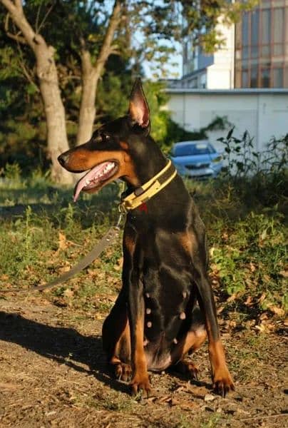 Doberman puppies From Russia - كلاب - 200222451